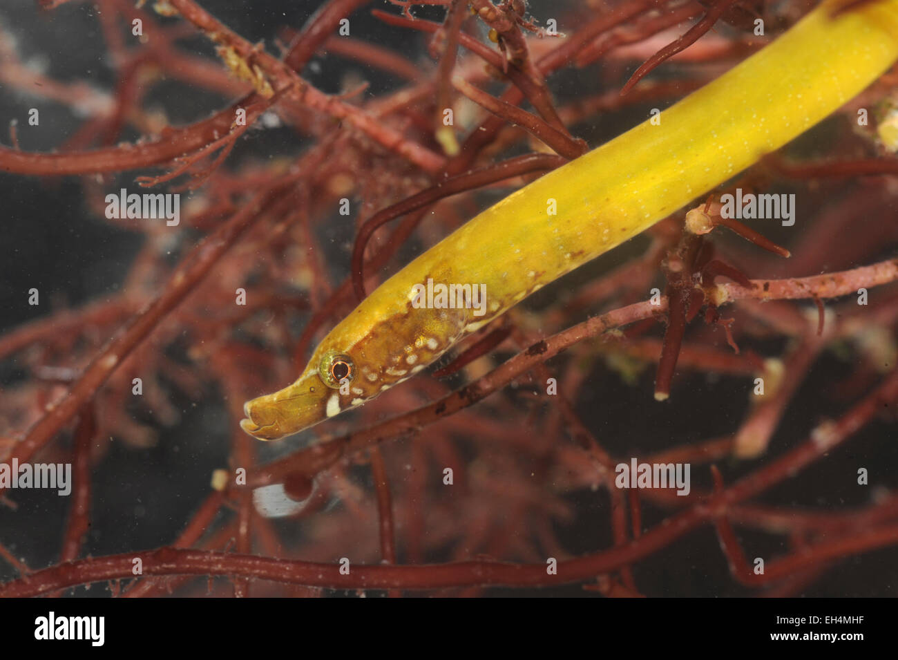 Worm pipefish hi-res stock photography and images - Alamy