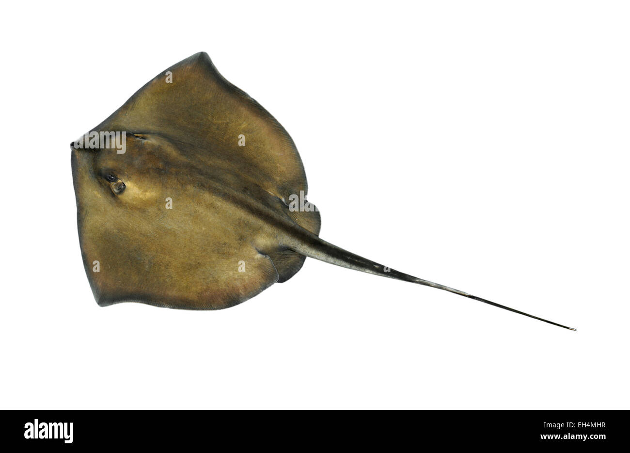 Baby Stachelrochenstich