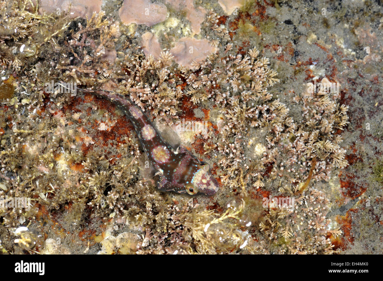 Small fish sea fish hi-res stock photography and images - Alamy