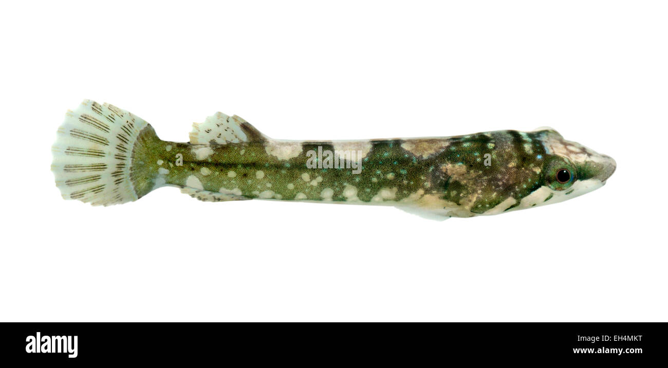 Small headed clingfish hi-res stock photography and images - Alamy