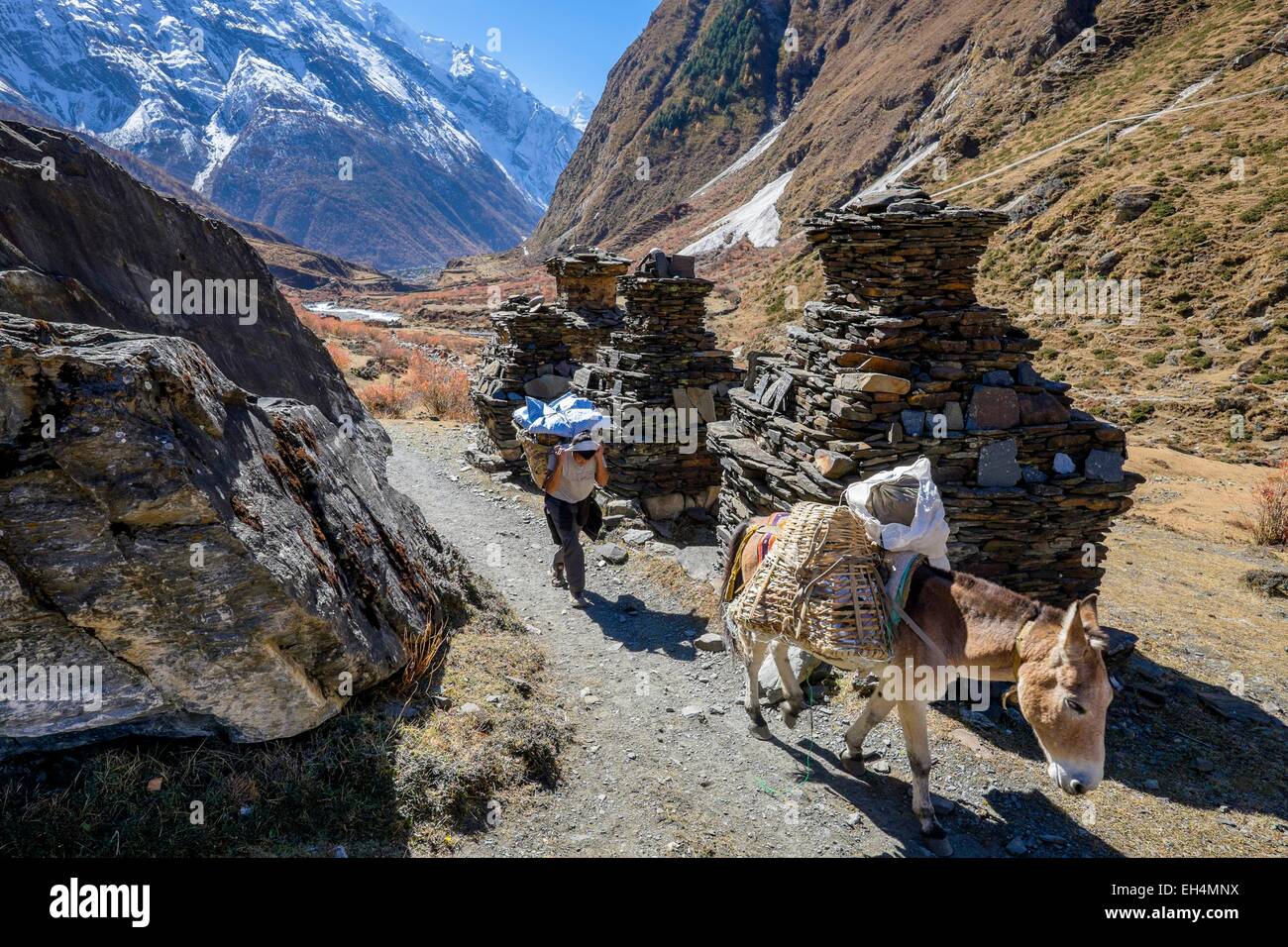 Nepal, Gandaki zone, Tsum valley trek, transport on men's and yaks ...