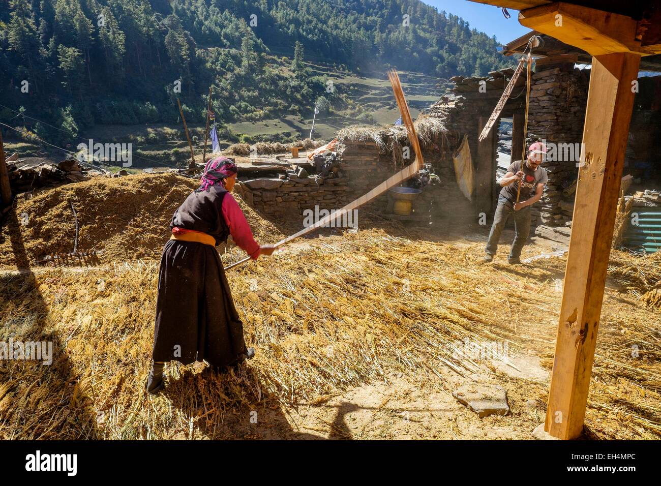 Manual threshing hi-res stock photography and images - Alamy