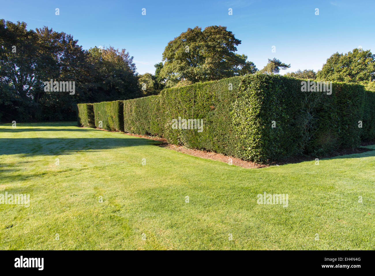 Morning on well-kept English Lawn and hedge Stock Photo - Alamy