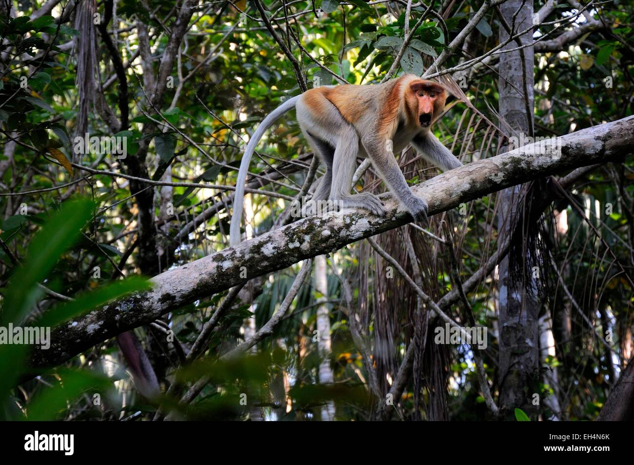 Malaysia, Borneo, Sarawak, Bako National Park, Proboscis monkey in a ...