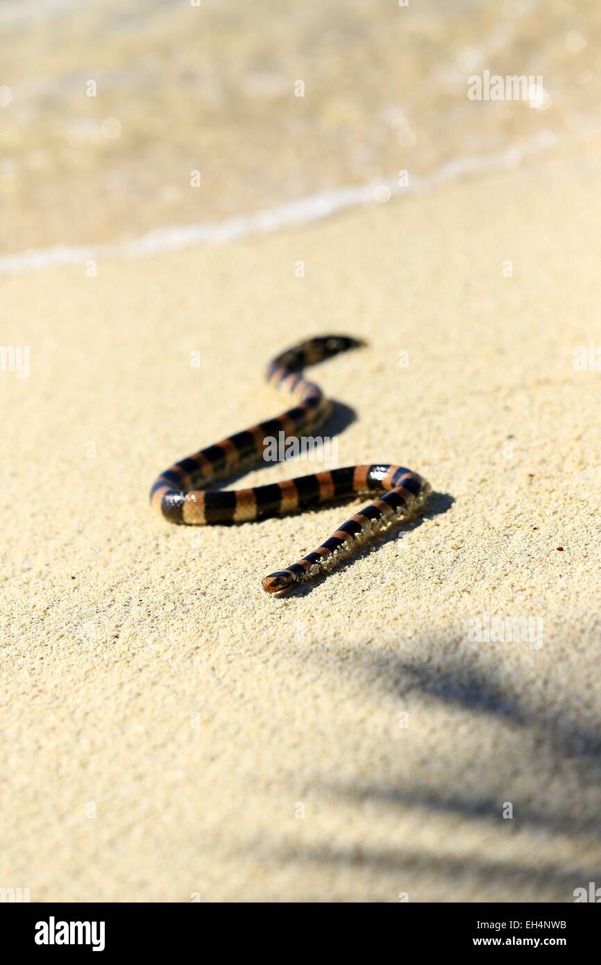 France, New Caledonia, Southern Province, off Noumea, nature reserve ...