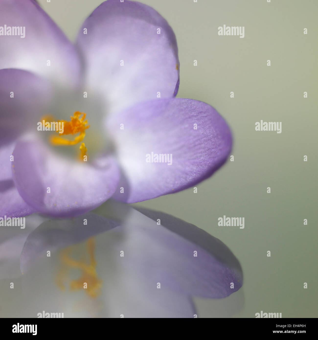 White crocus yellow stem hi-res stock photography and images - Alamy