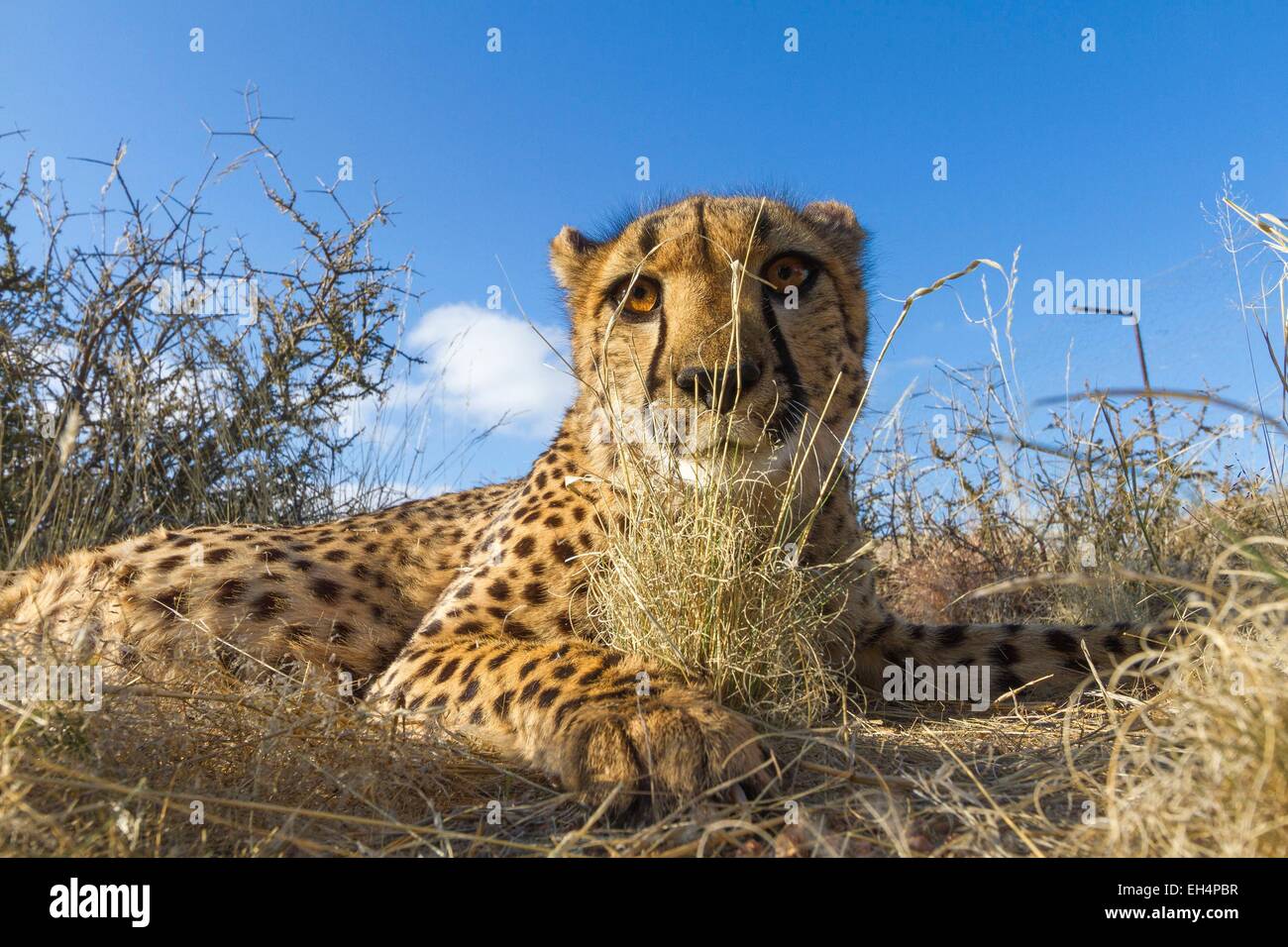 Namibia, Hardap region, cheetah (Acinonyx jubatus) in a enclosure of ...
