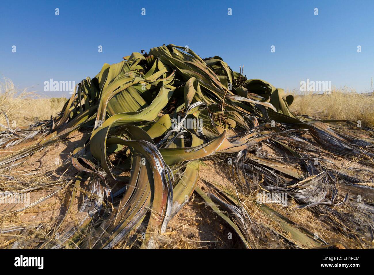 Namibia, Erongo region, near Swakopmund, Namib desert, Namib Naukluft ...