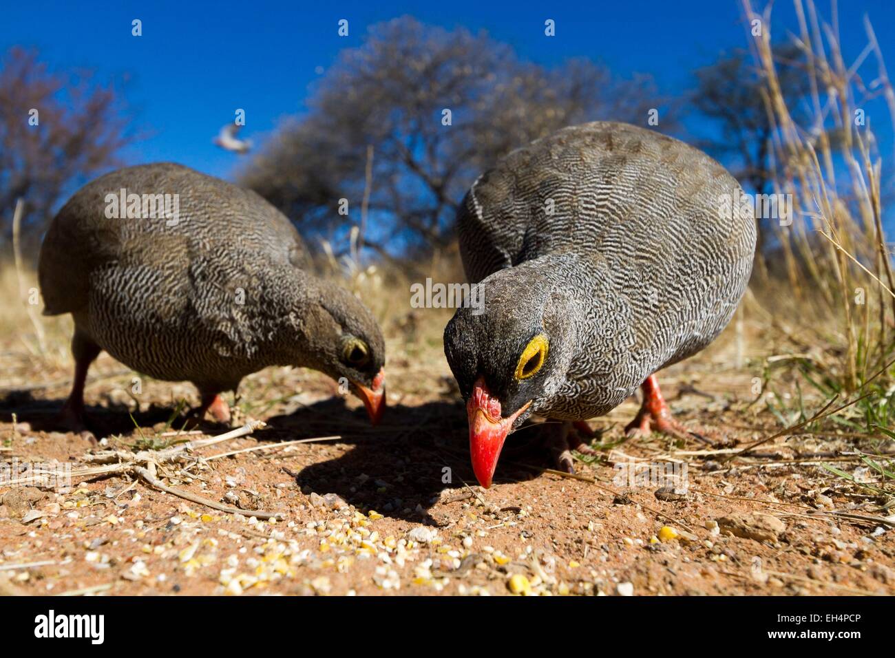 Namibia, Otjozondjupa region, Red billed Francolin (Pternistis ...