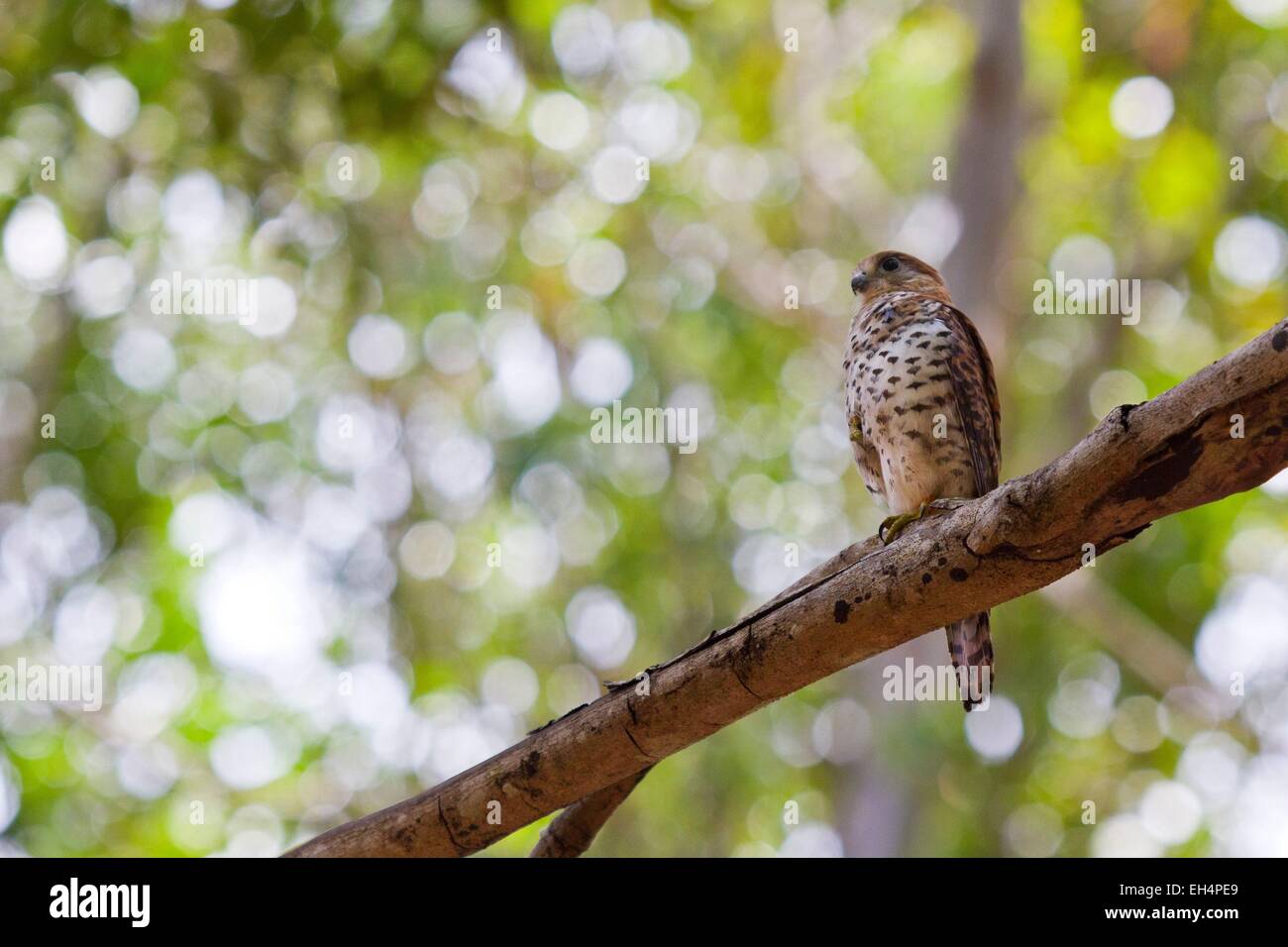 Mauritius, South West Coast, Black River District, the kestrel falcon ...