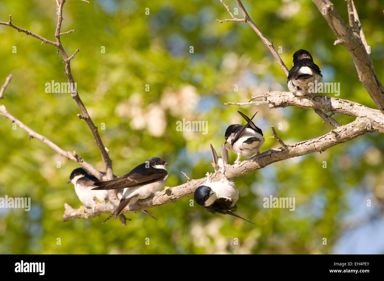 Delichon urbica hi-res stock photography and images - Alamy