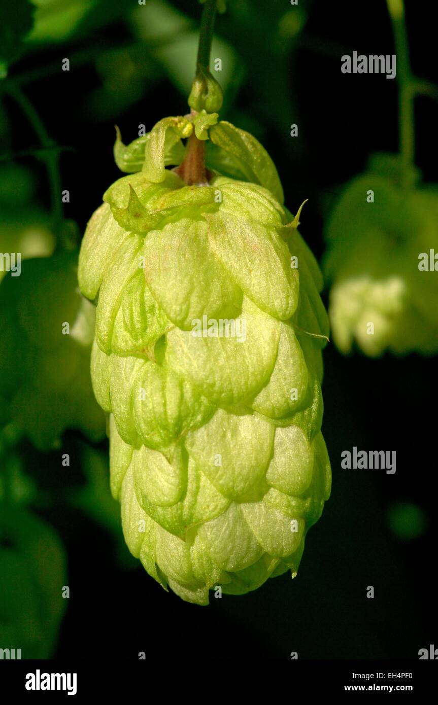 Hops (Humulus lupulus Stock Photo - Alamy