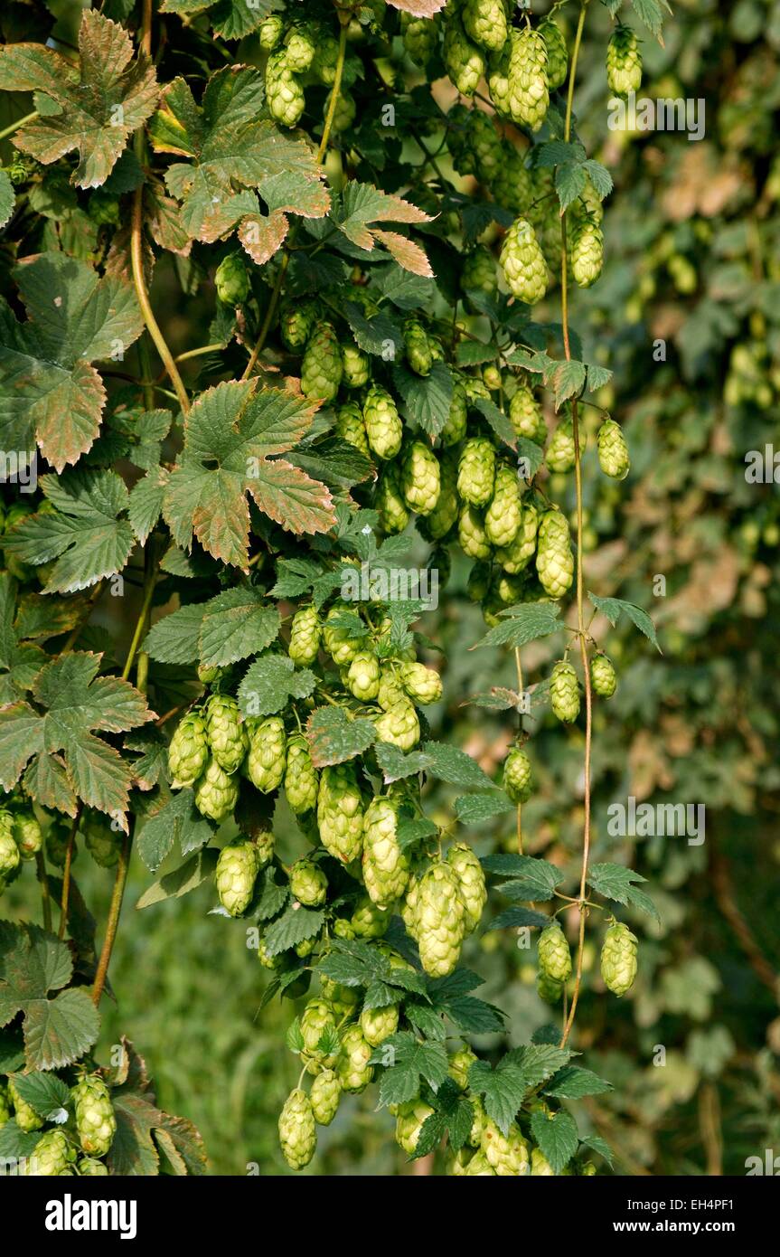 Hops (Humulus lupulus Stock Photo - Alamy