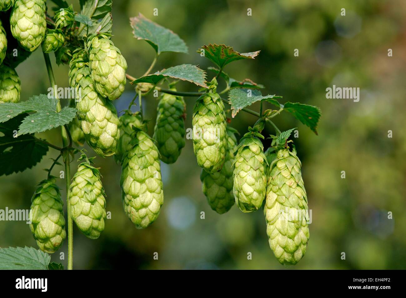 Hops (Humulus lupulus Stock Photo - Alamy