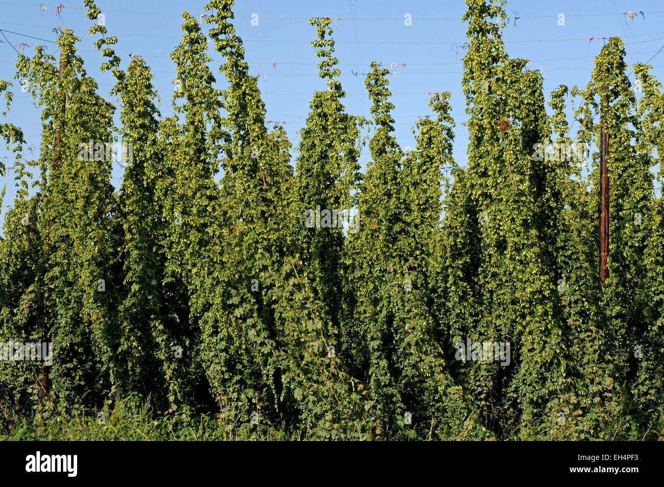 Hops (Humulus lupulus Stock Photo - Alamy