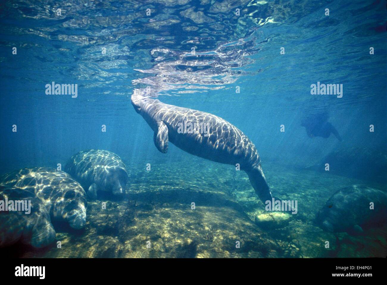 Manatee group hi-res stock photography and images - Alamy