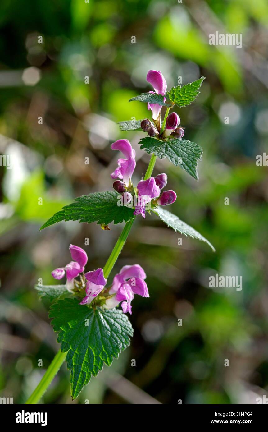 Purple dead nettle hi-res stock photography and images - Alamy