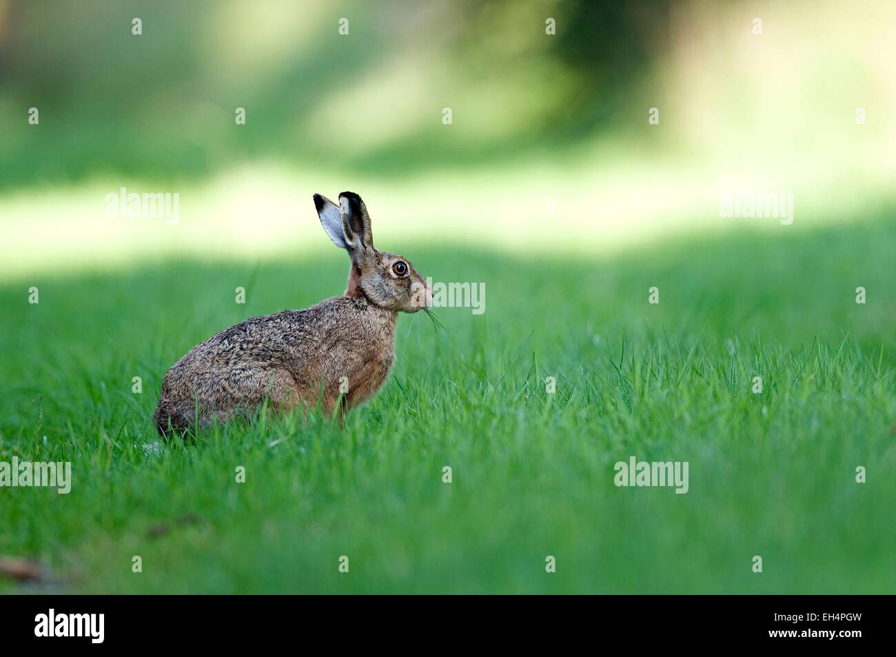 Hare eating hi-res stock photography and images - Alamy