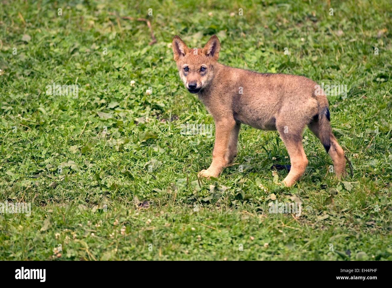 Cub wolf hi-res stock photography and images - Alamy