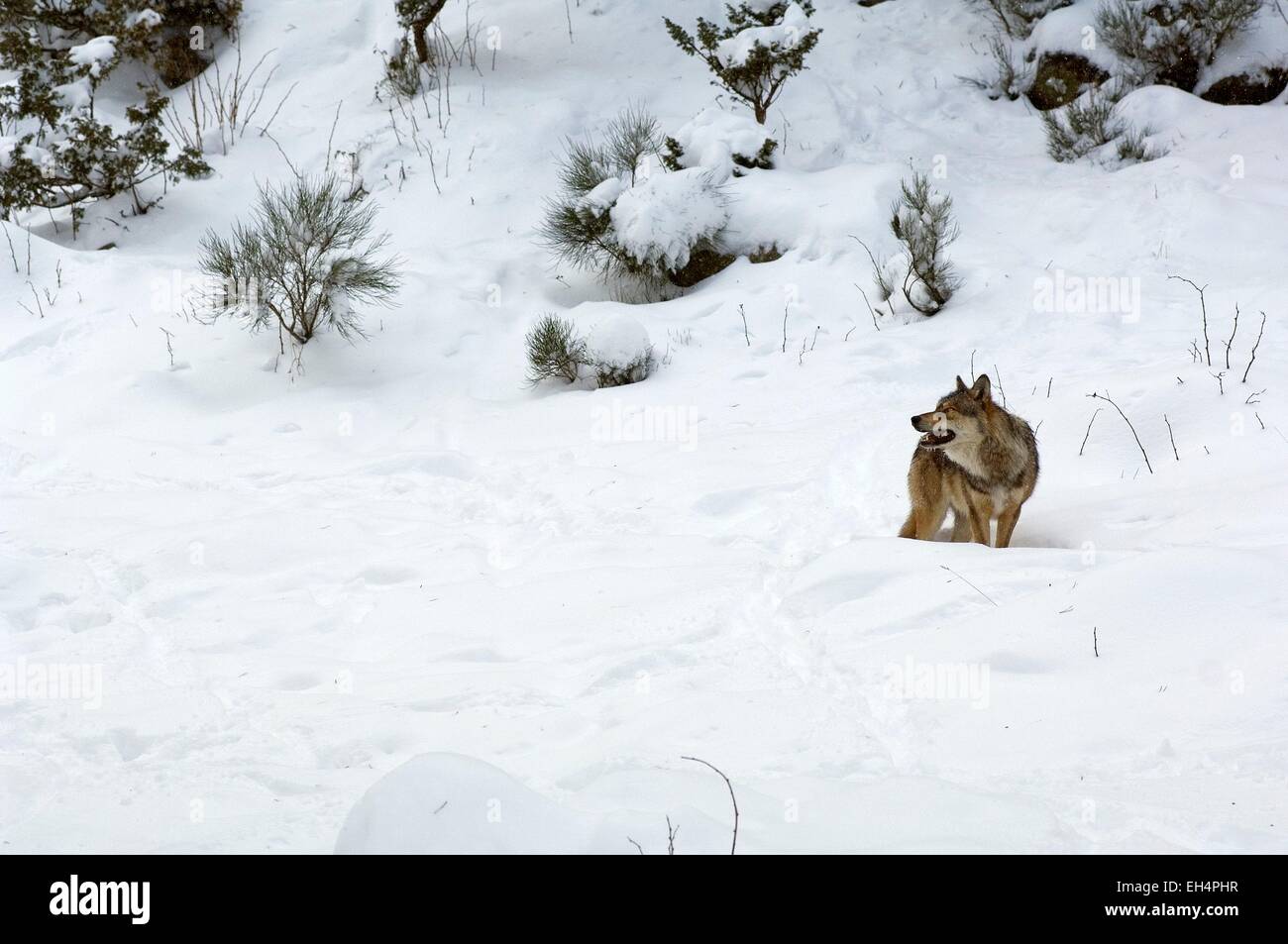 Wolf europe hi-res stock photography and images - Alamy