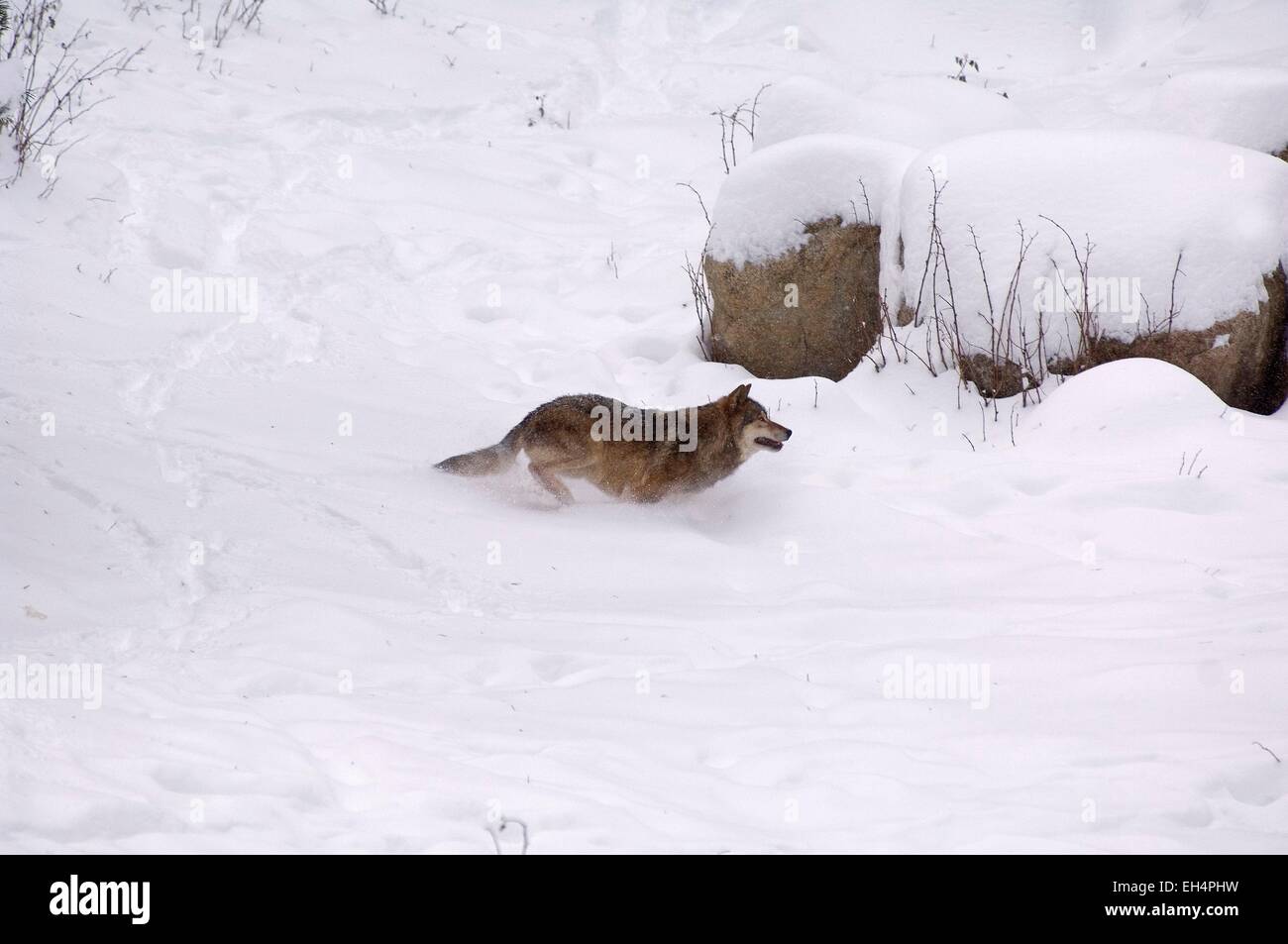 Wolf run hi-res stock photography and images - Alamy