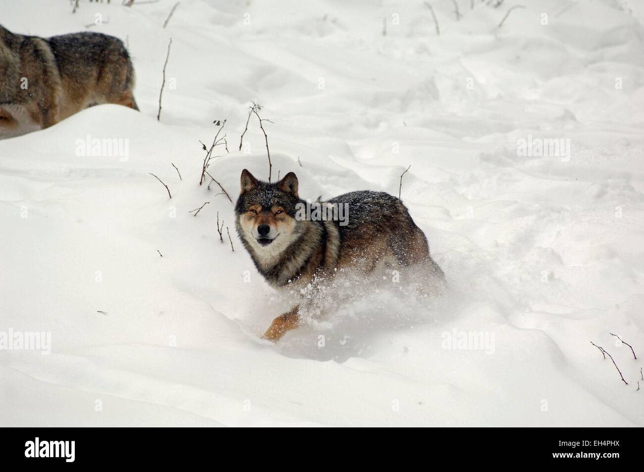 Wolf run hi-res stock photography and images - Alamy