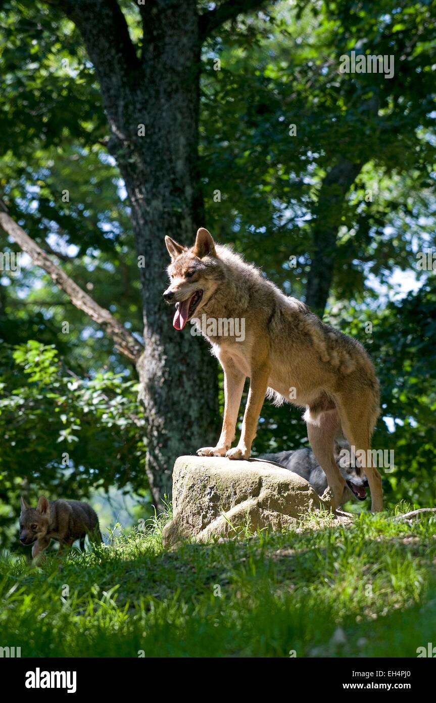 Adult wolf hi-res stock photography and images - Alamy
