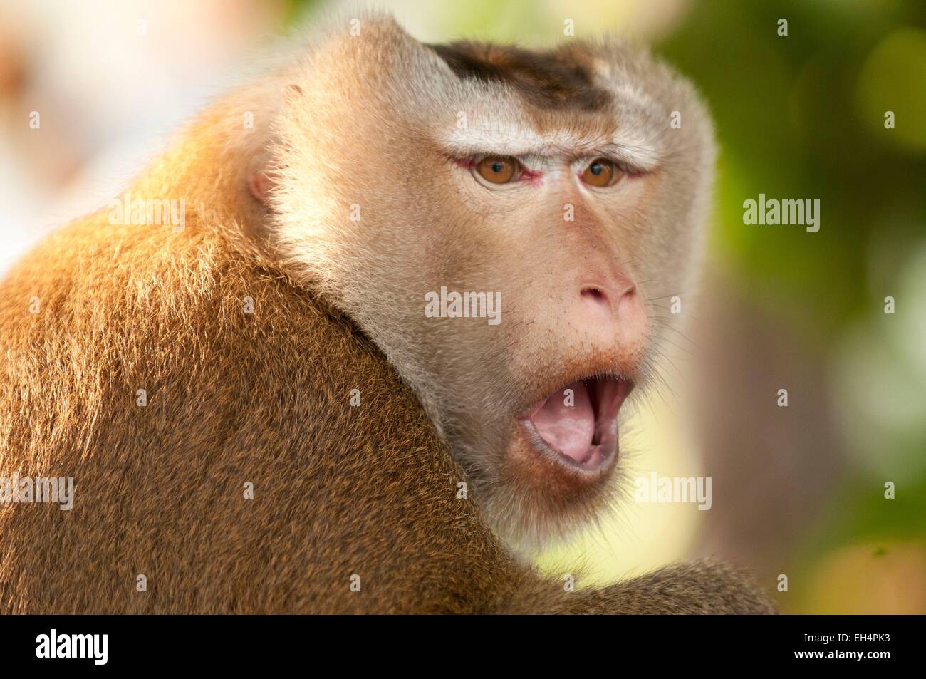Pigtail macaque hi-res stock photography and images - Alamy