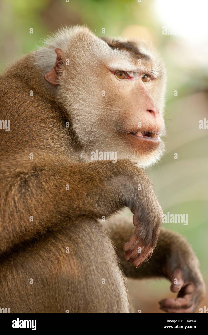 Pigtail macaque hi-res stock photography and images - Alamy