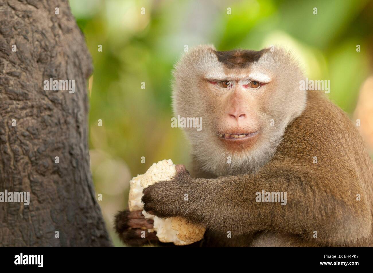 Thailand, Macaque North pigtail (Macaca leonina), eating a coconut ...