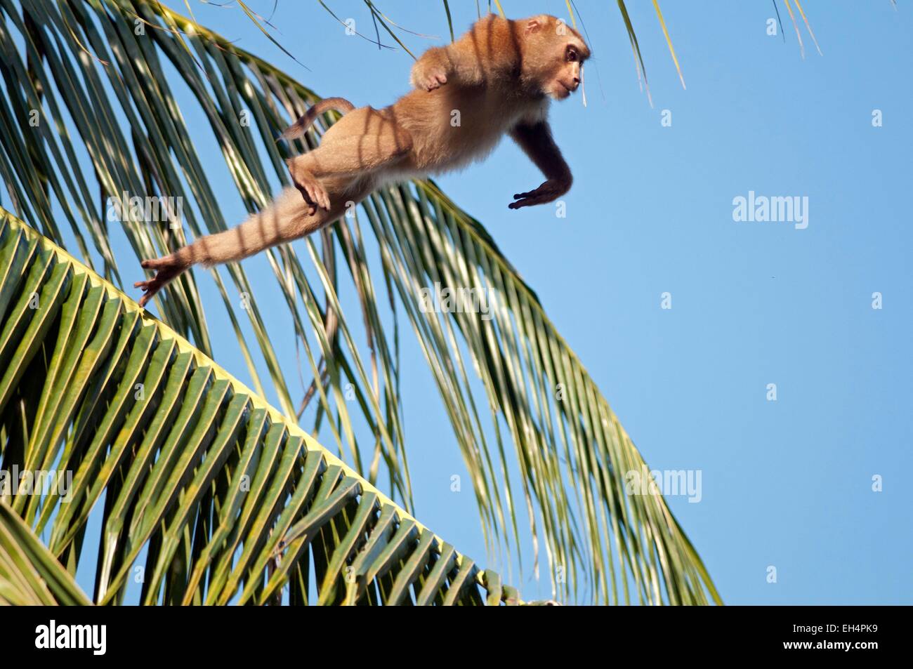 Thailand, Macaque North pigtail (Macaca leonina), jumping from a ...