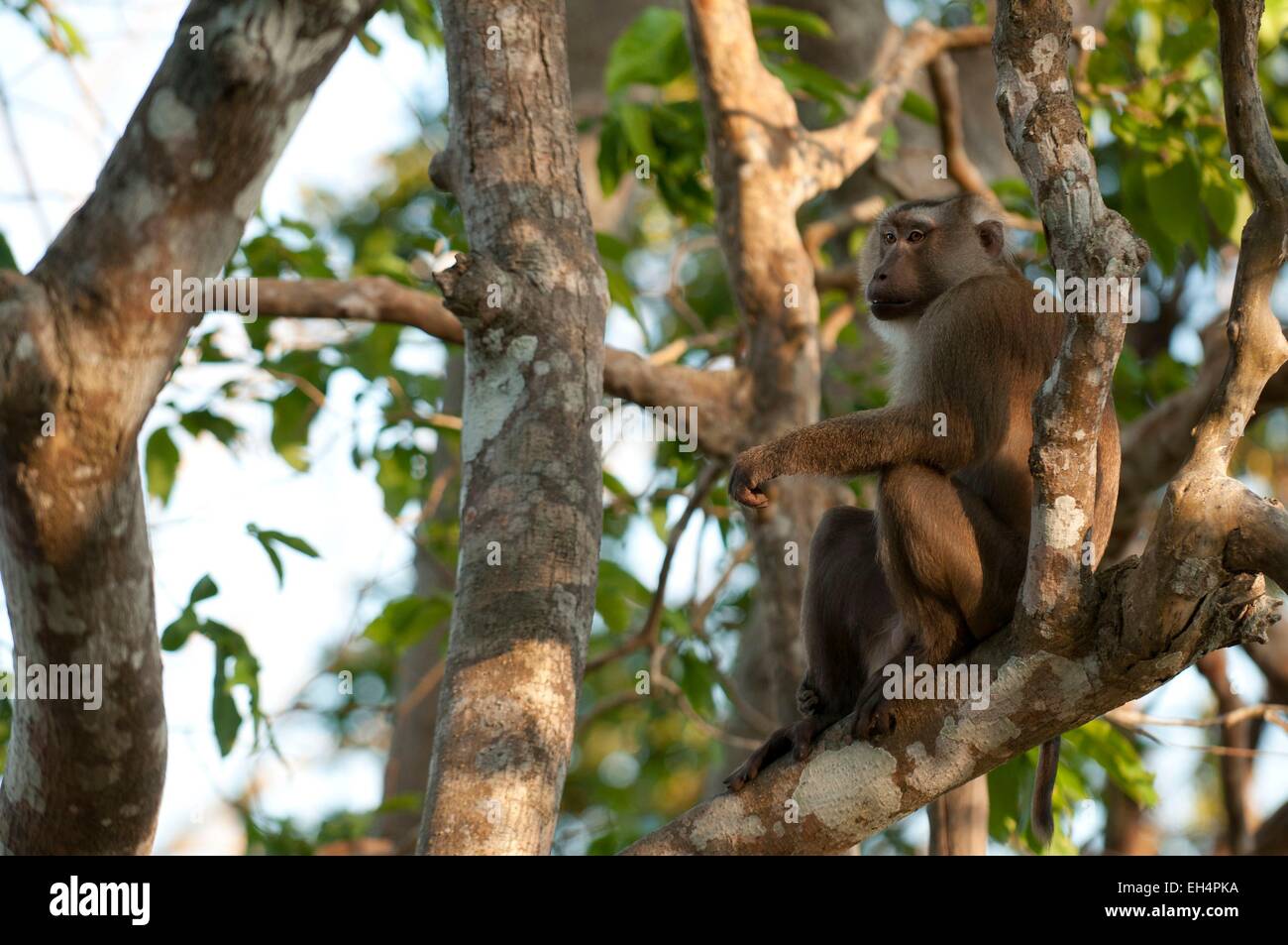 Pigtail hi-res stock photography and images - Alamy