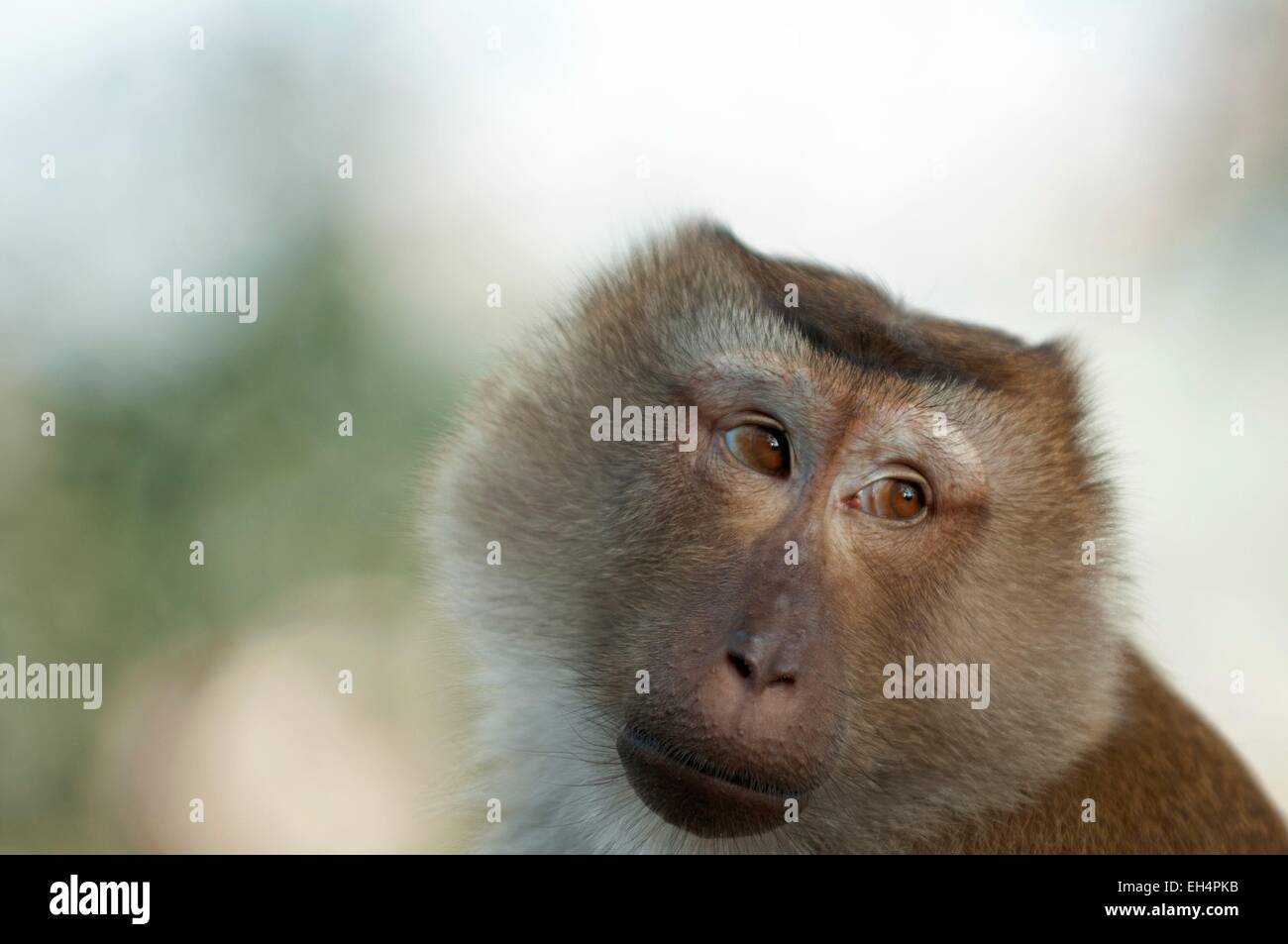 Pigtail macaque hi-res stock photography and images - Alamy
