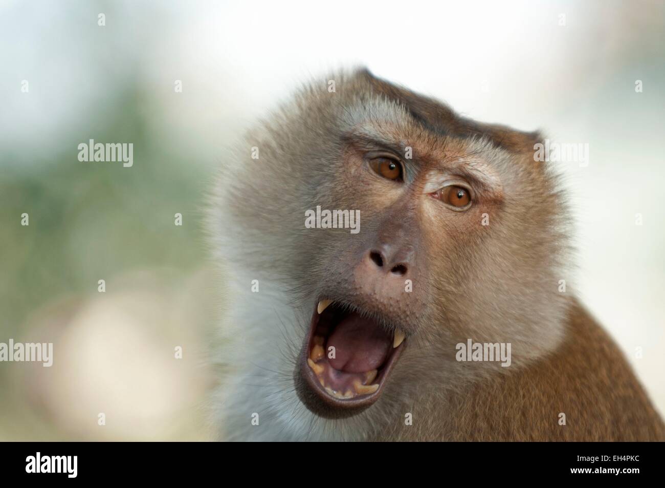Pigtail macaque hi-res stock photography and images - Alamy