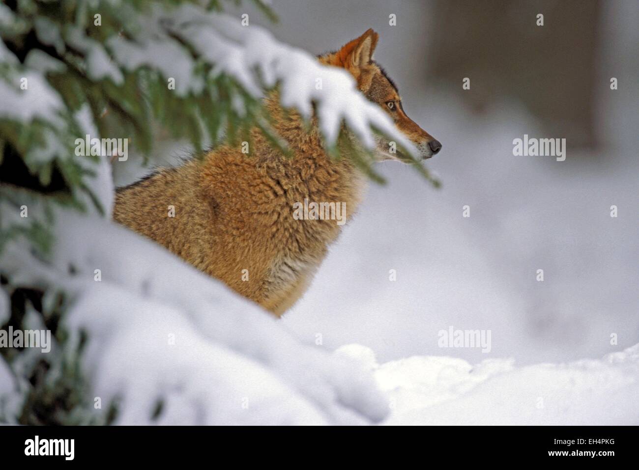 Wolf in europe hi-res stock photography and images - Alamy