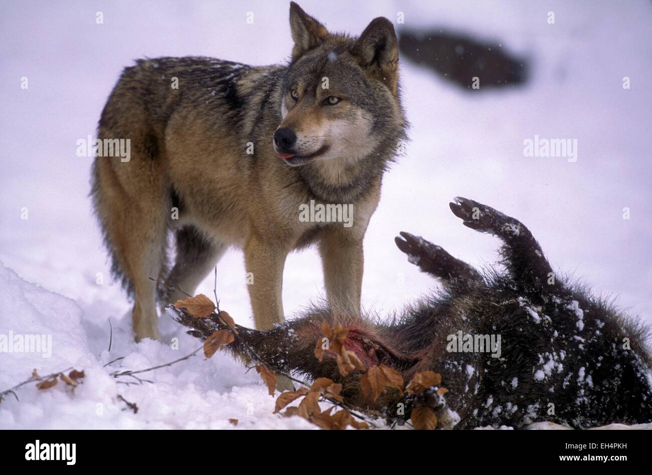 Wolf hunting prey hi-res stock photography and images - Alamy