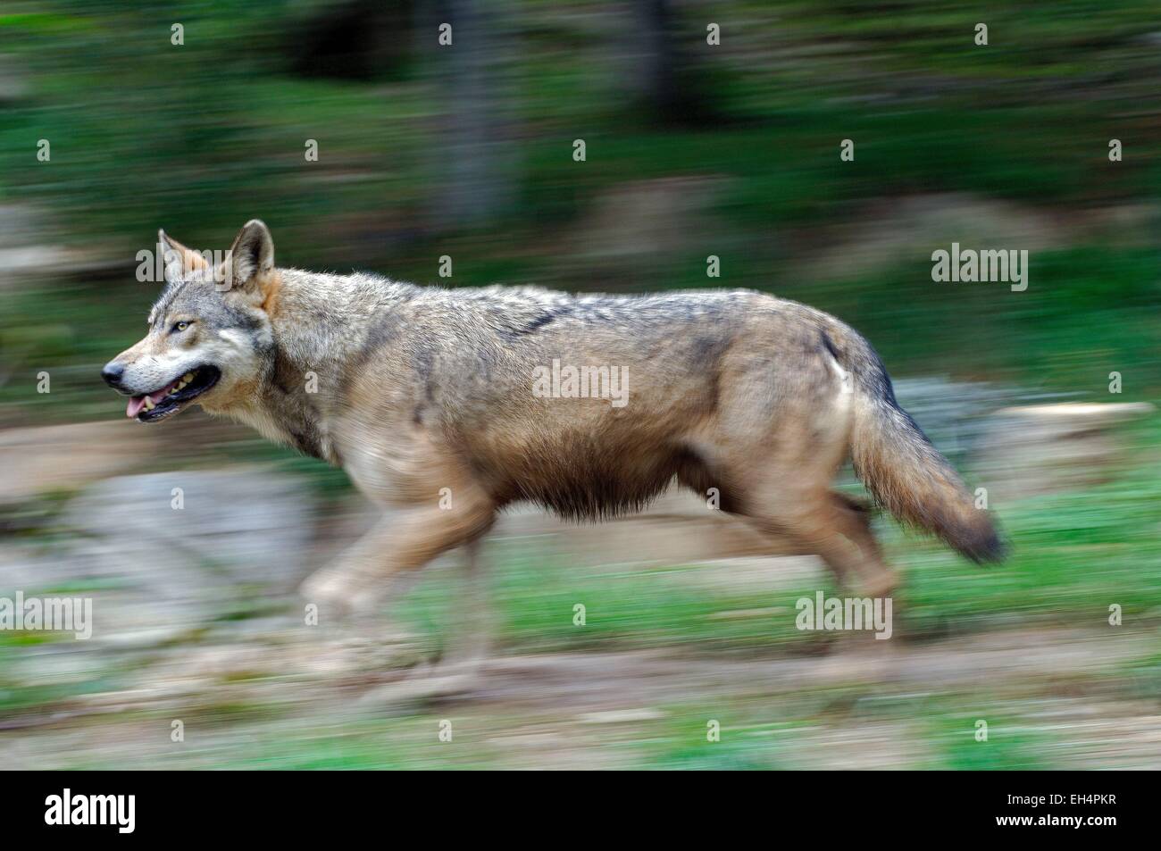 Wolf Europe (Canis lupus), current Stock Photo - Alamy
