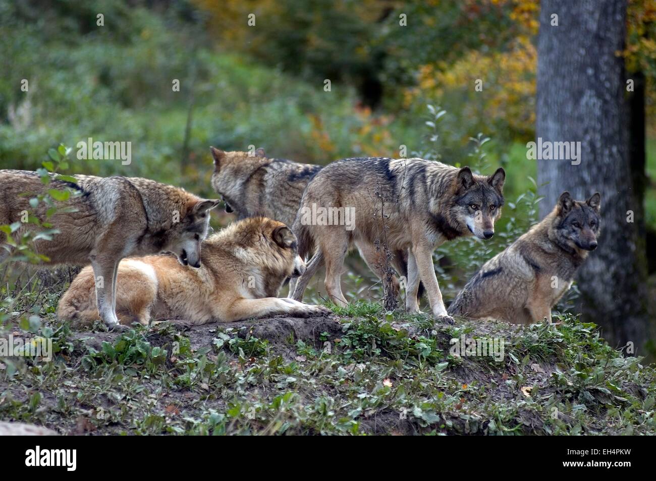 Wolf Europe (Canis lupus Stock Photo - Alamy