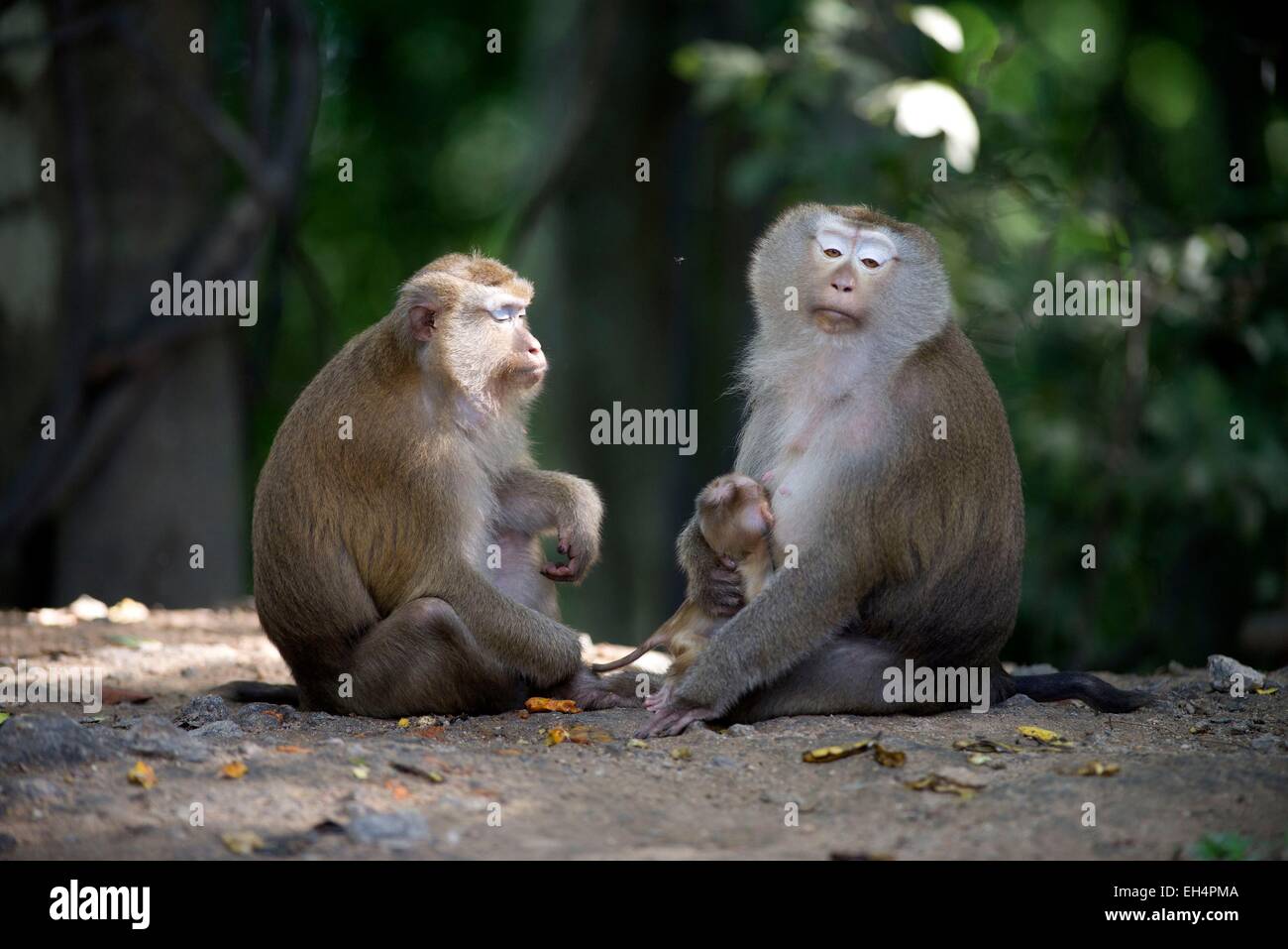 Thailand, Macaque North pigtail (Macaca leonina), female and baby Stock ...