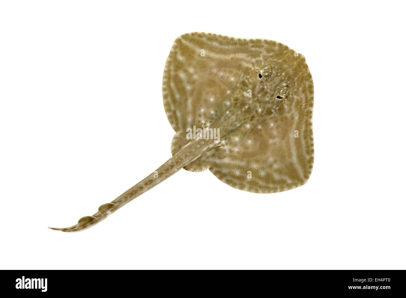Small-eyed Ray - Raja microocellata Stock Photo - Alamy