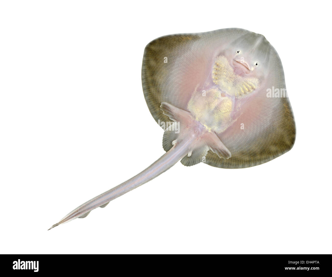 Raja microocellata hi-res stock photography and images - Alamy