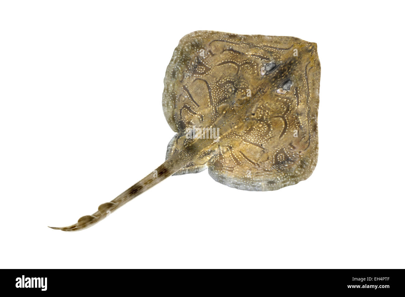 Undulate ray hi-res stock photography and images - Alamy