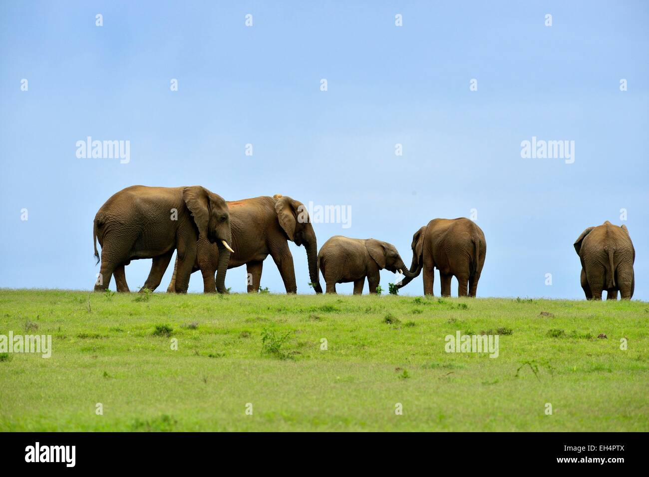 South Africa, Eastern Cape, Addo Elephant National Park, African ...