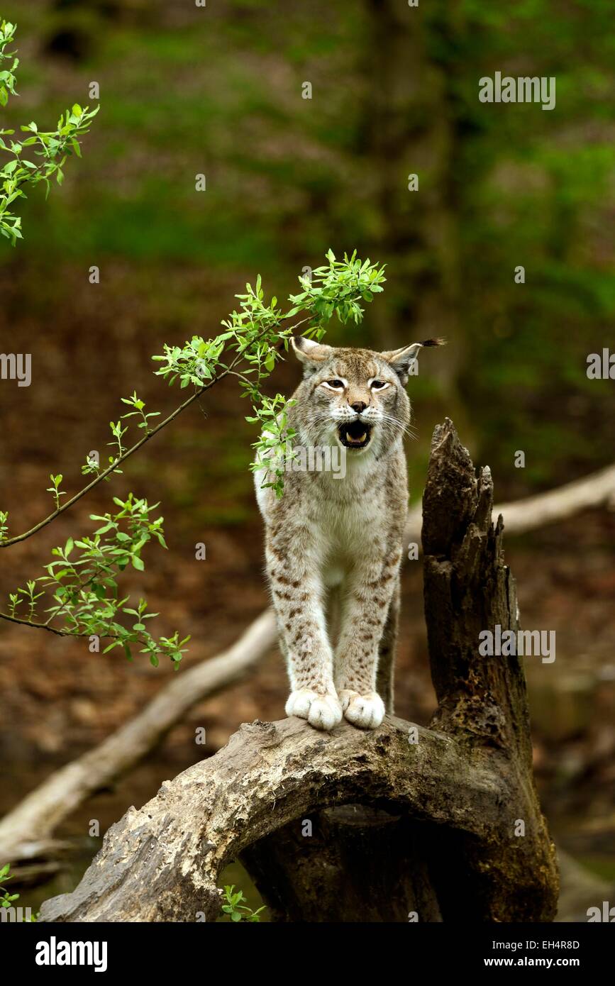 France, Moselle, Rhodes, Sainte Croix animal park, Eurasian lynx (Lynx ...