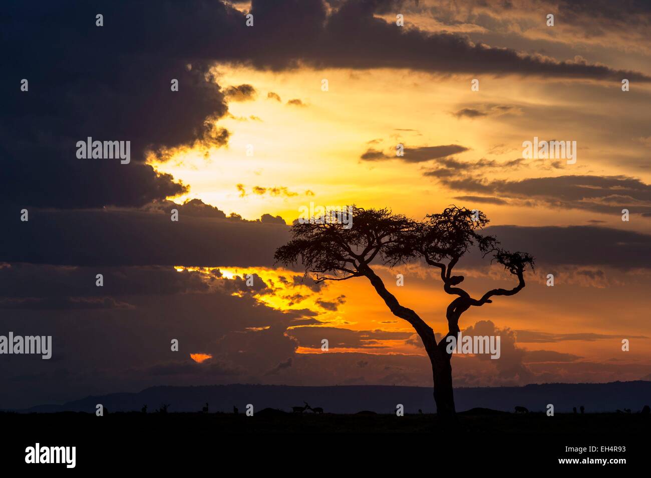 Kenya sunset tree hi-res stock photography and images - Alamy