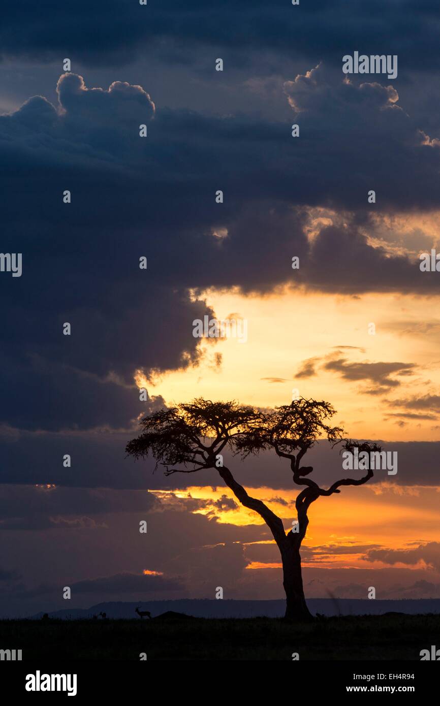 Kenya sunset tree hi-res stock photography and images - Alamy