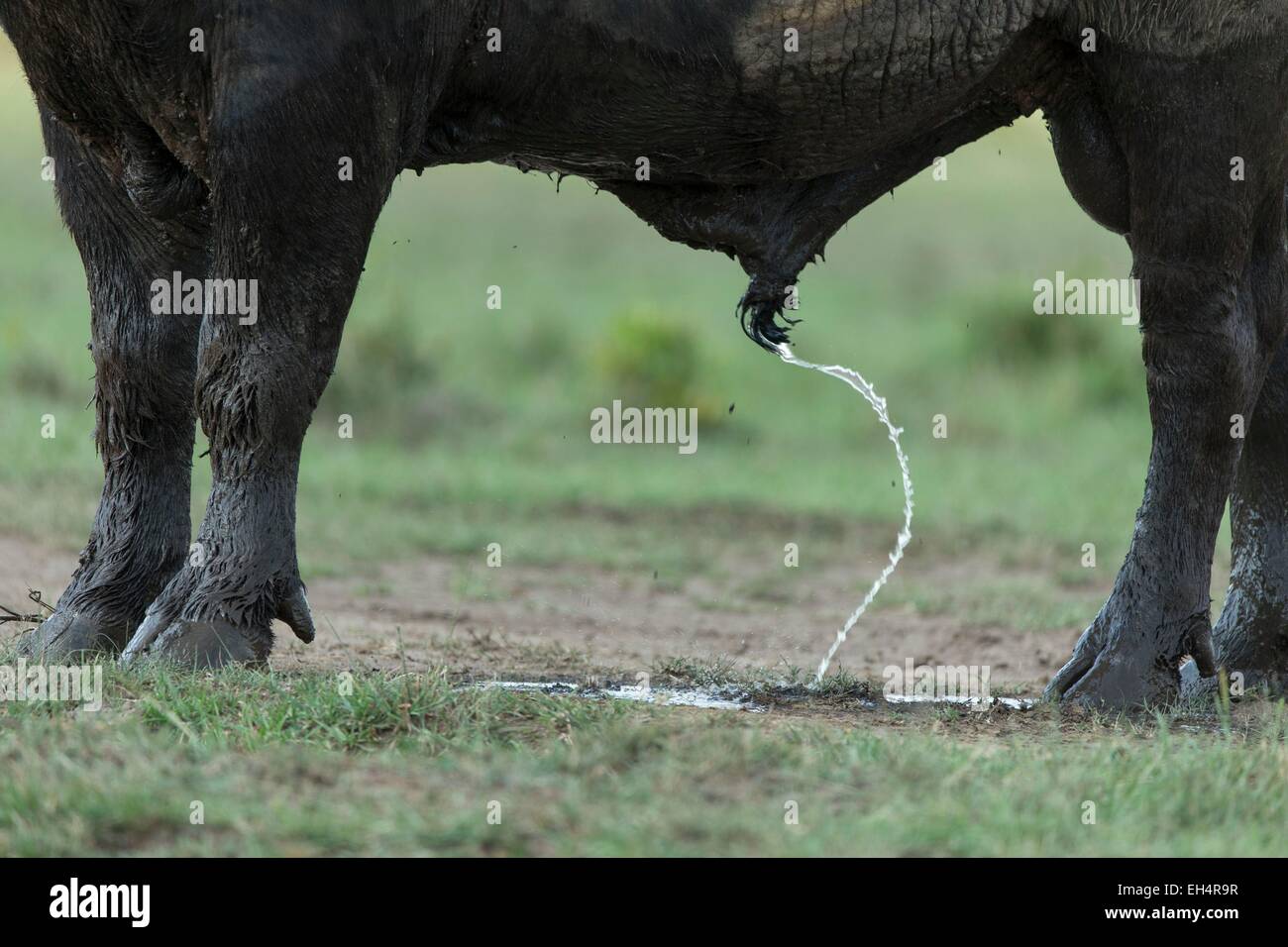 Kenya, Masai Mara game Reserve, african buffalo (Syncerus caffer), male ...
