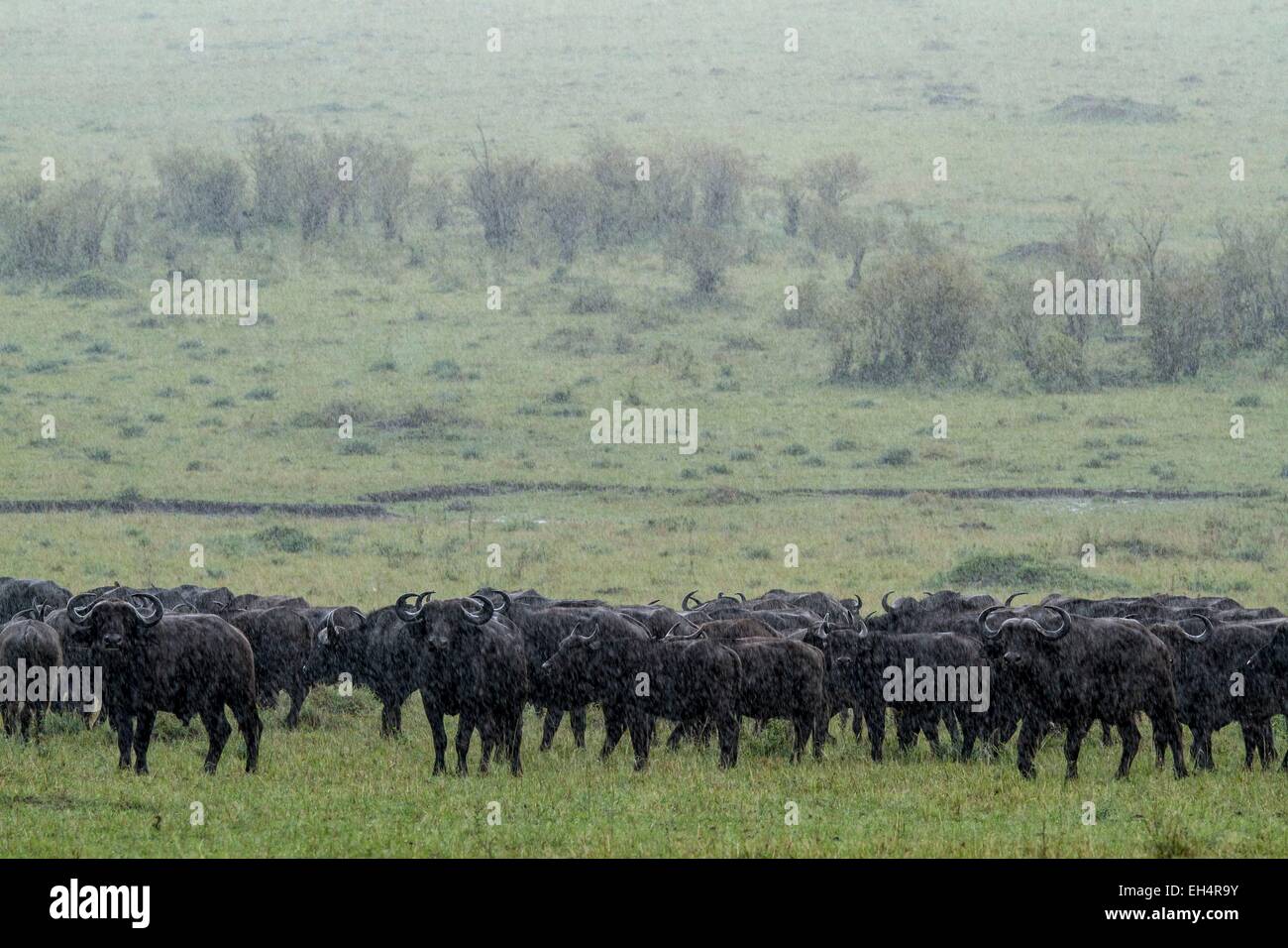 Buffalo storm hi-res stock photography and images - Alamy