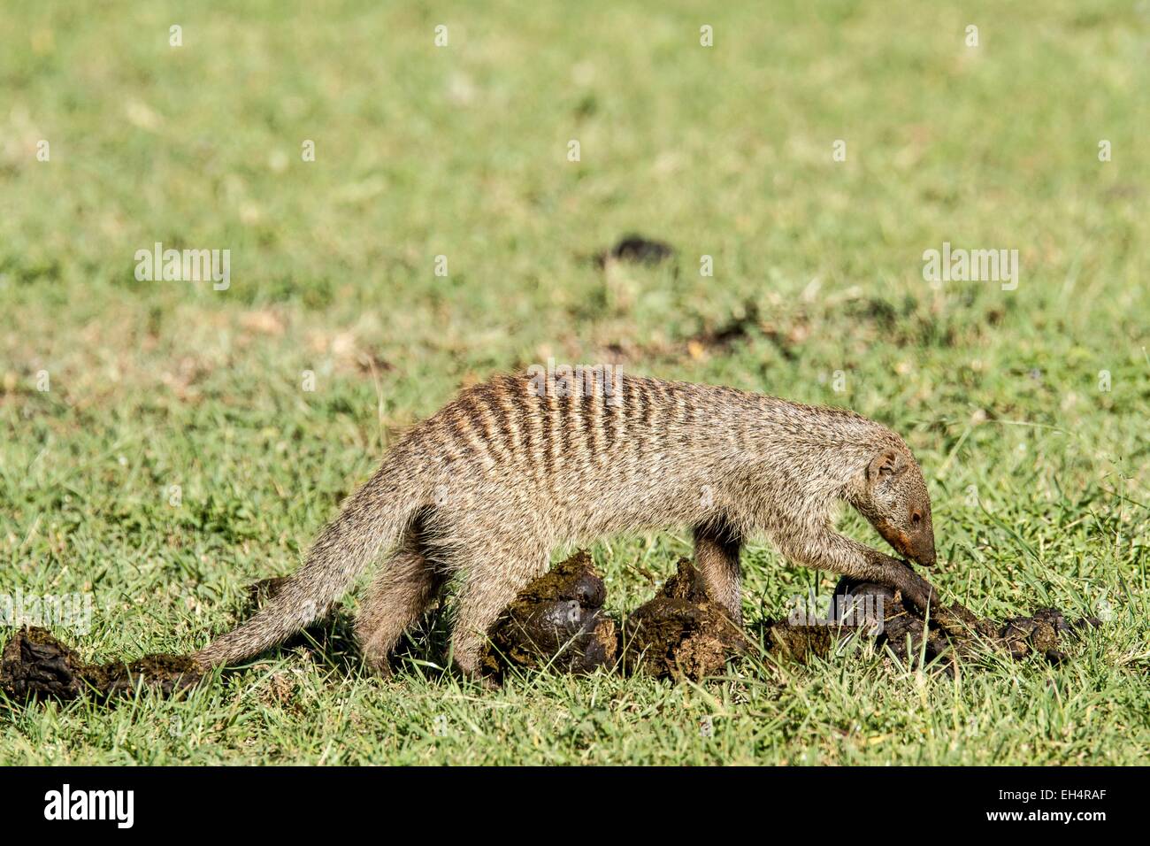 Kenya, Masai Mara game Reserve, banded mongoose (Mungos mungo) feeding ...
