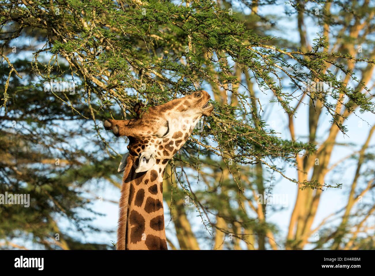 Kenya, Nakuru national park, Baringo giraffe (Giraffa cameleopardalis ...